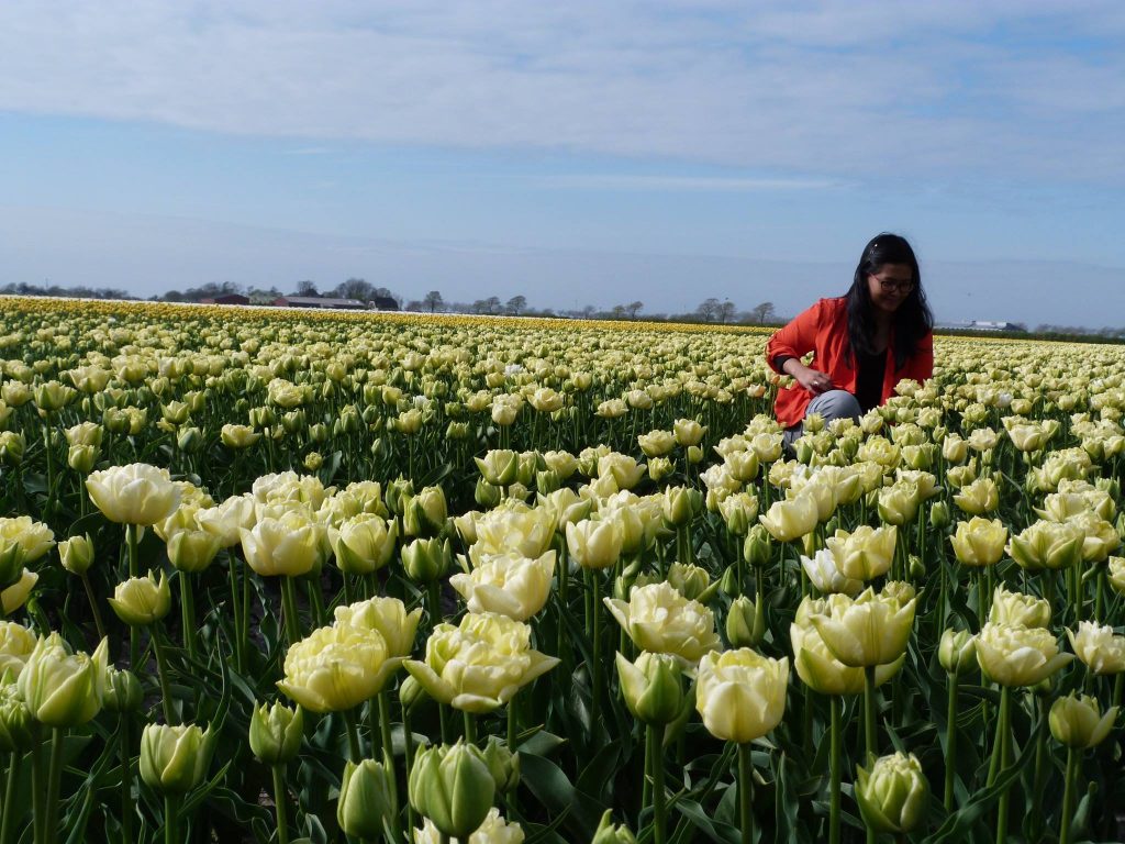 Bunga Tulip Bukan Asli Belanda. Lho, Dari Mana? – Kabarbelanda.com